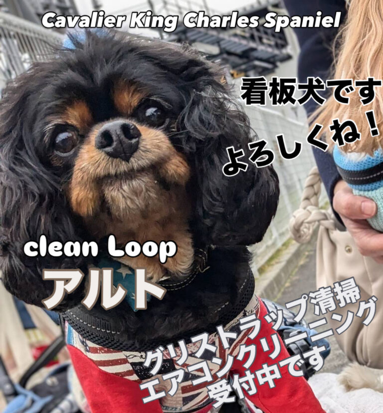 【Clean Loopマスコット紹介】キャバリアのアルトくんです！ – clean Loop